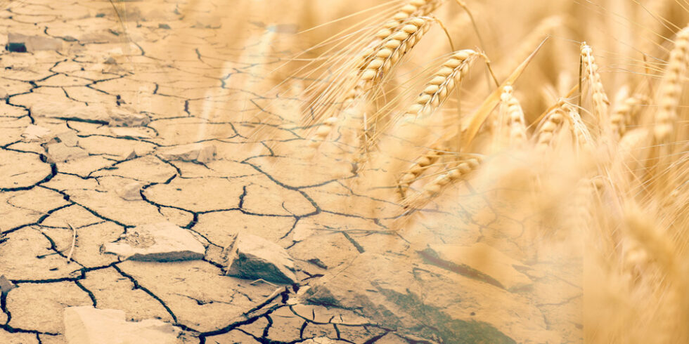 Lord of the Locusts - Cornerstone Magazine